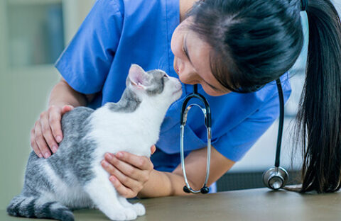 Best Veterinary Hospital In Washougal, Wa | Camas Washougal Animal Hospital